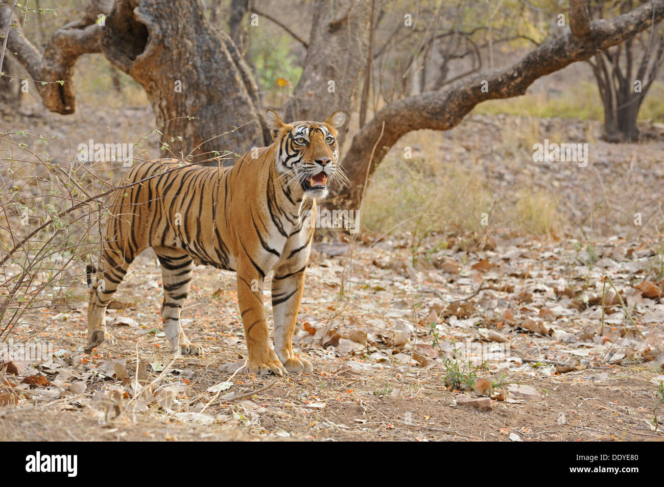 Wild Tiger (Panthera tigris) in his natural dry deciduous habitat Stock ...