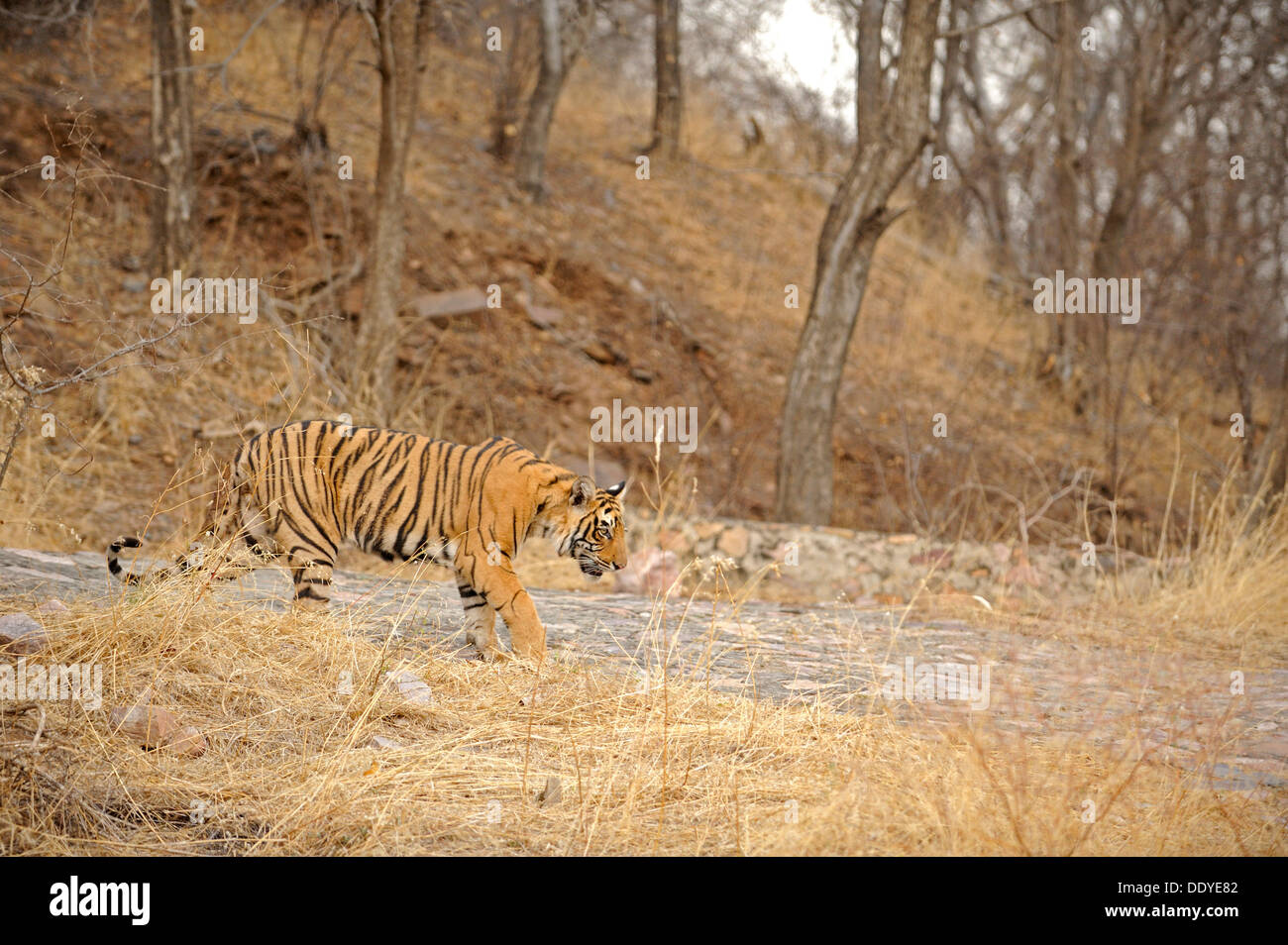 Wild Tiger (Panthera tigris) walking on a stone paved track Stock Photo ...