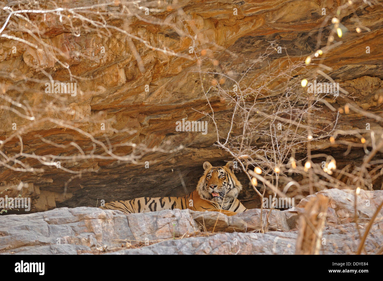 Tiger (Panthera tigris) resting in a cave Stock Photo - Alamy
