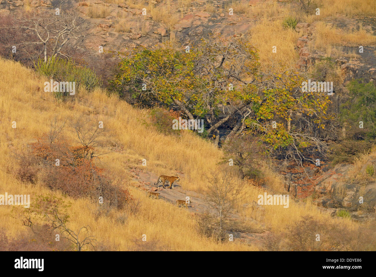 Wild Tiger (Panthera tigris) family in natural dry deciduous habitat ...