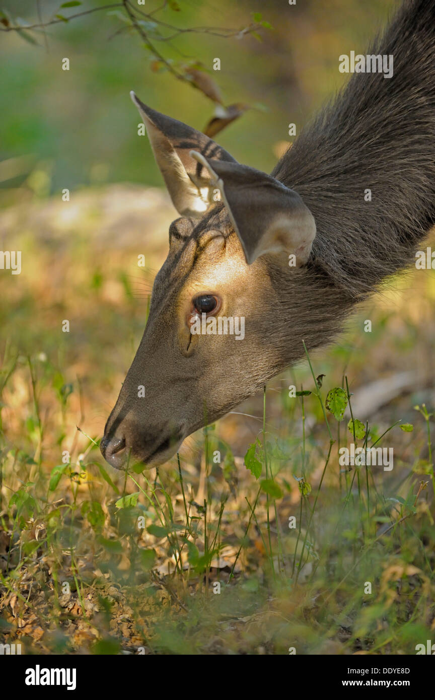 Sambar deer (Rusa unicolor), female, foraging in dry grassland Stock ...