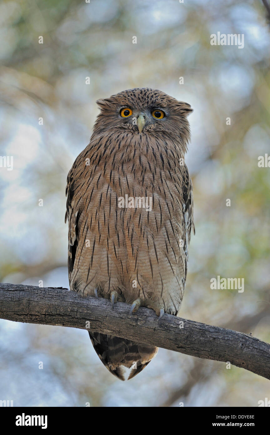 Brown fish owl bubo zeylonensis hi-res stock photography and images - Alamy
