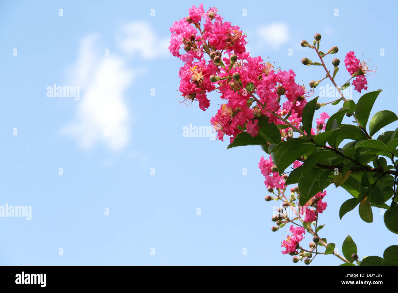 Crape myrtle japan hi-res stock photography and images - Alamy