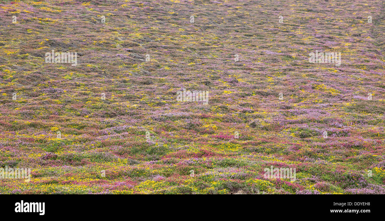 Heather background with many colours Stock Photo - Alamy