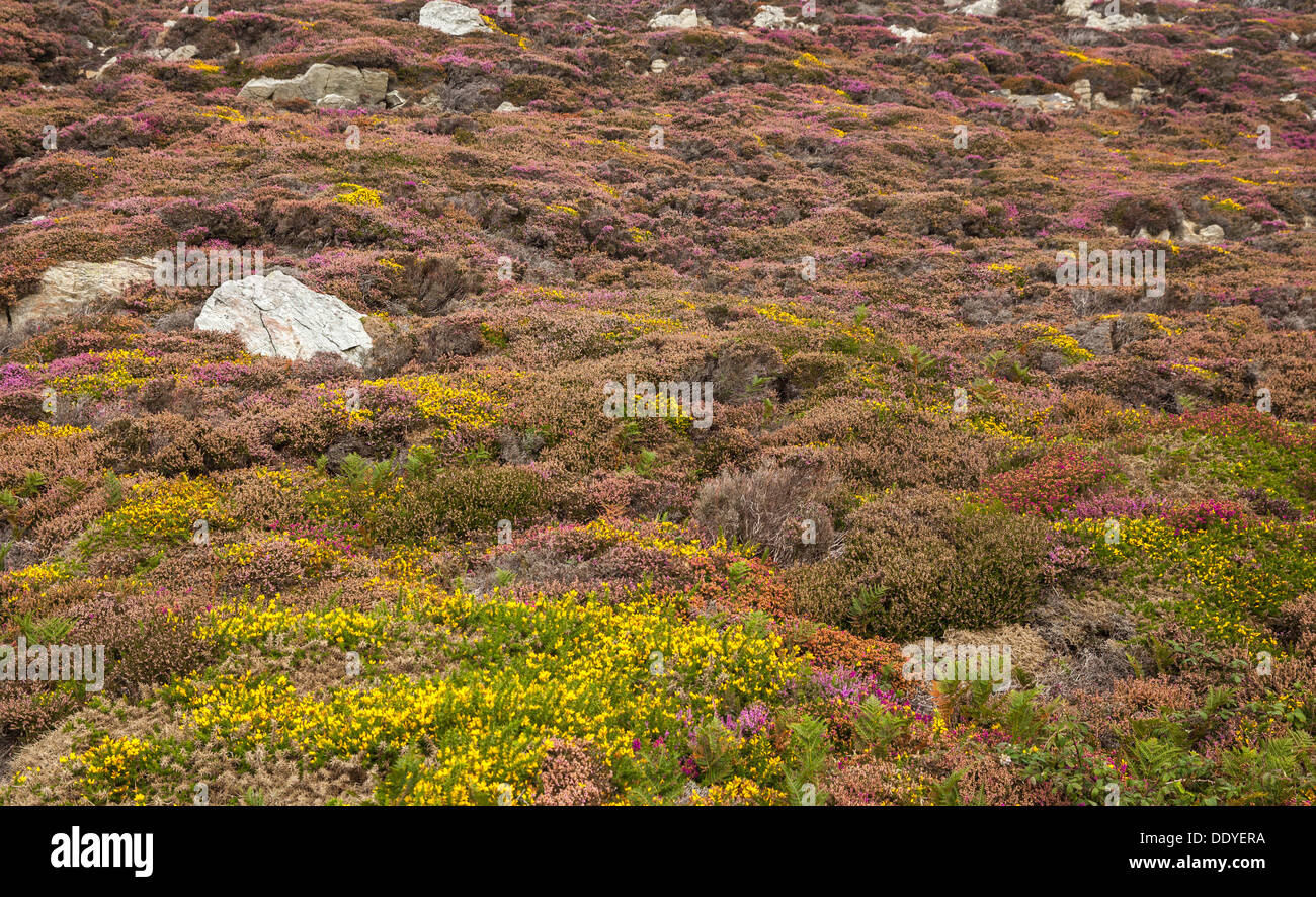 Heather background with many colours Stock Photo - Alamy