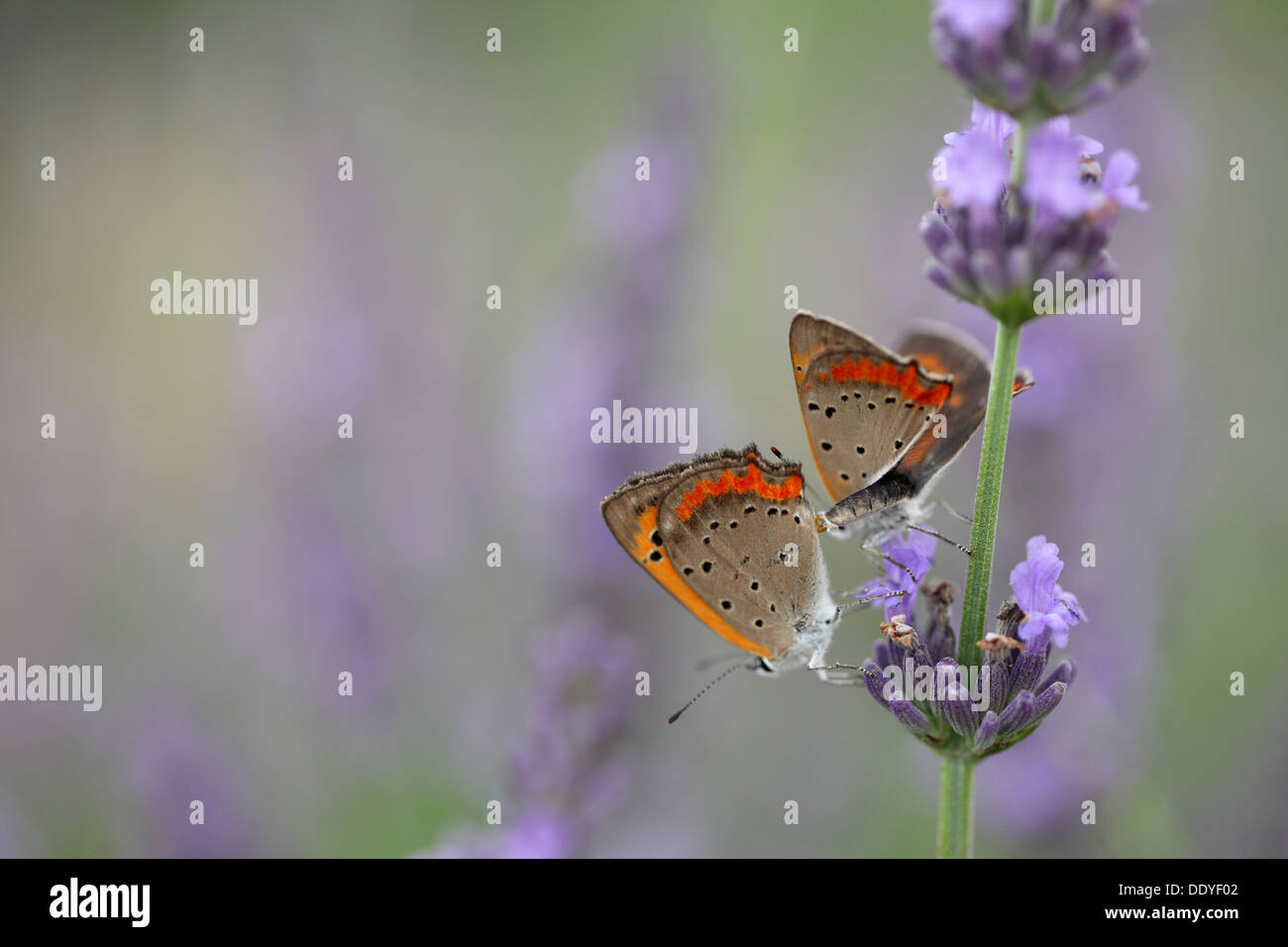 Butterfly on lavender hi-res stock photography and images - Alamy