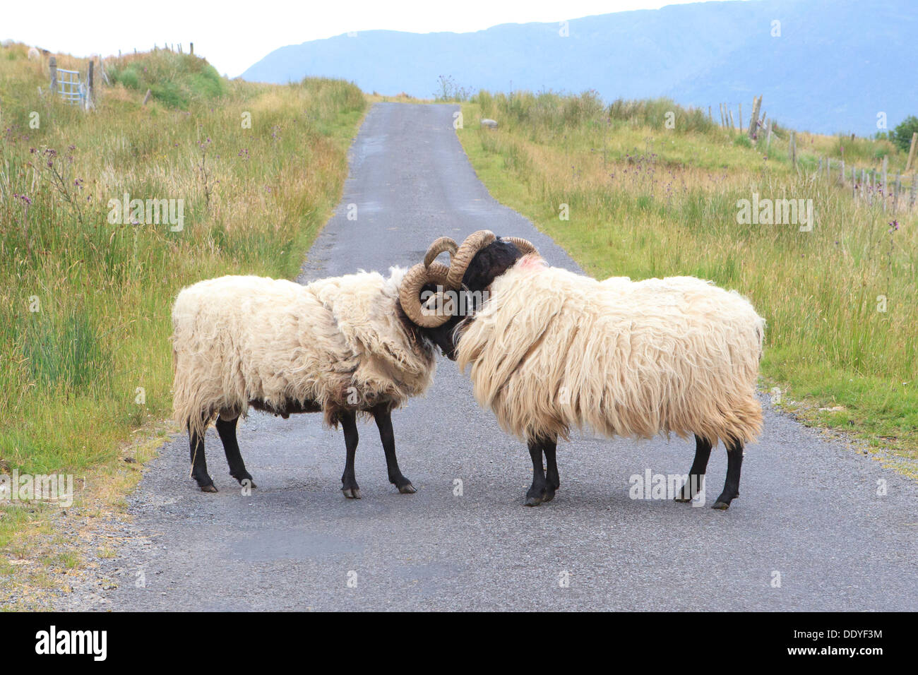 Ram fight hi-res stock photography and images - Alamy