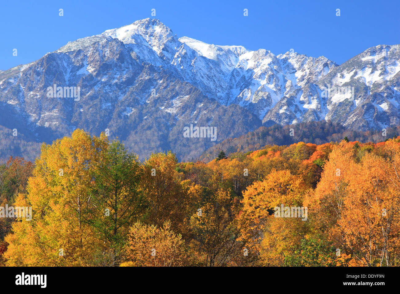 Mount Ashibetsu and yellow leaves, Hokkaido Stock Photo - Alamy