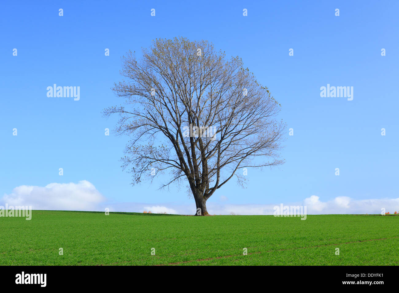The tree of philosophy in biei hi-res stock photography and images - Alamy
