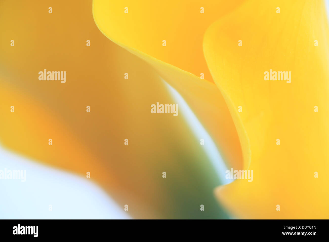 Pale yellow material hi-res stock photography and images - Alamy