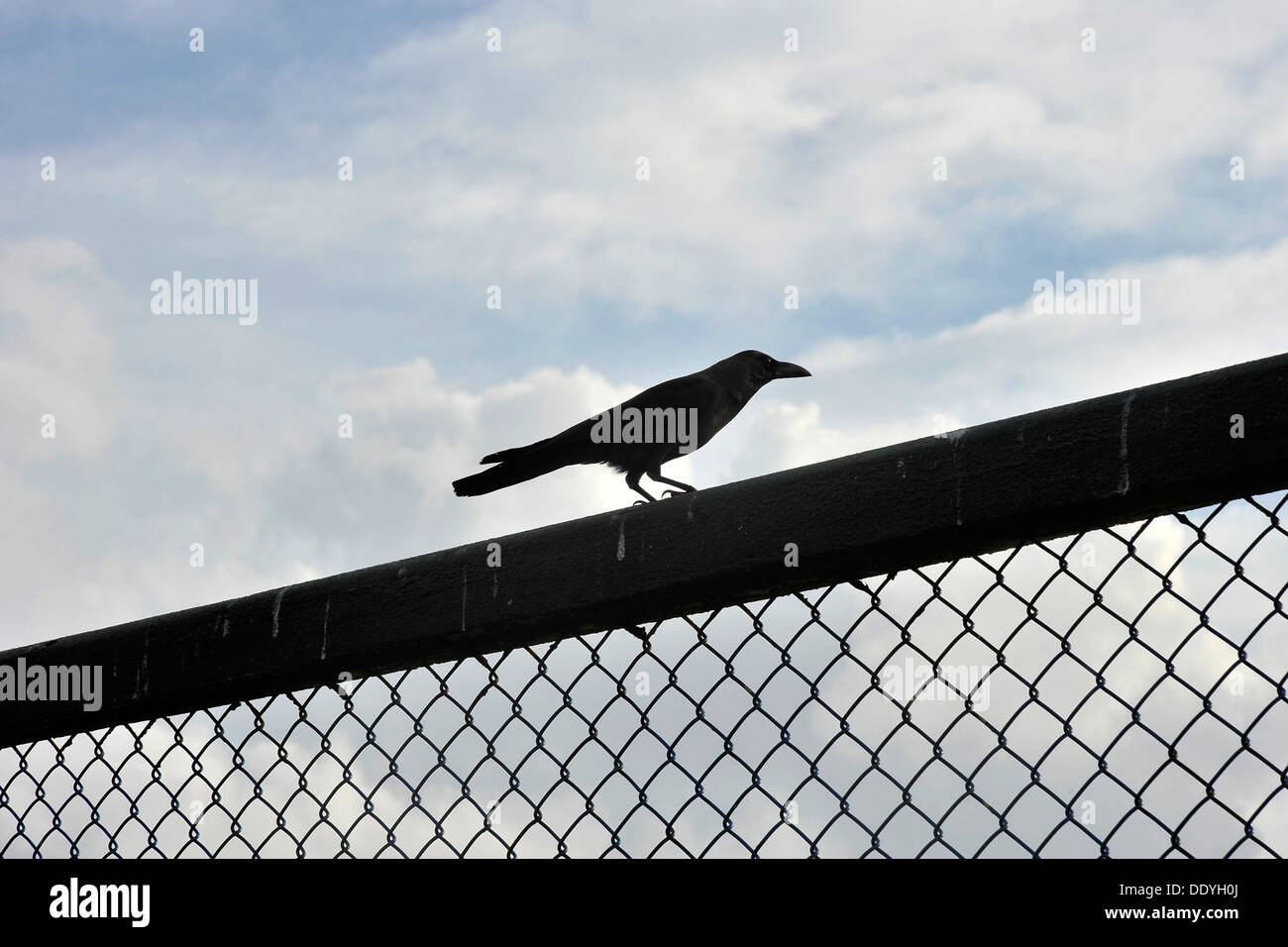 silhouette crow on fence Stock Photo - Alamy