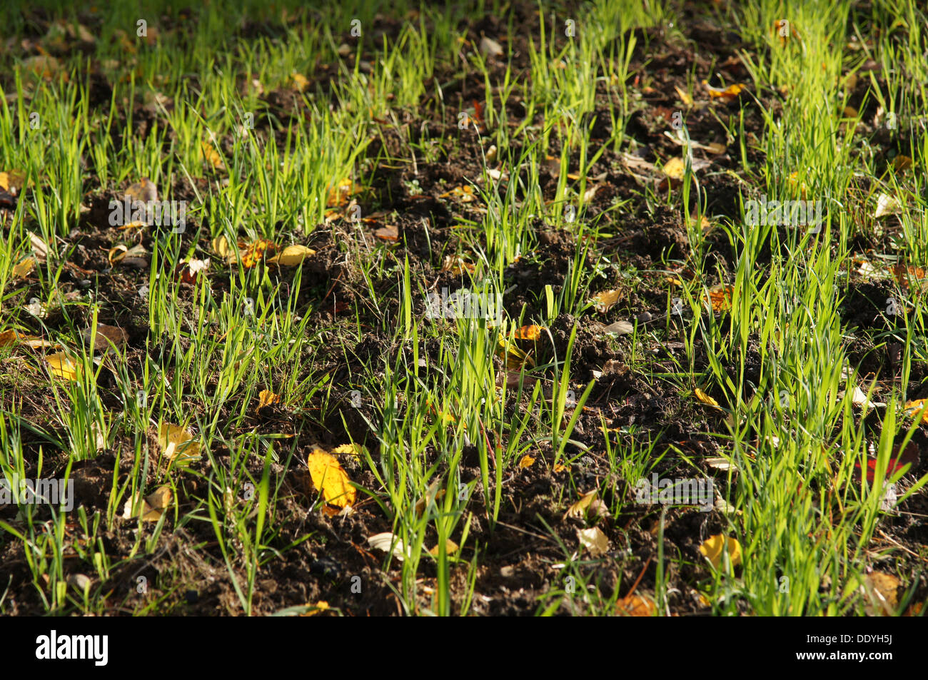 Grass sod section hi-res stock photography and images - Alamy