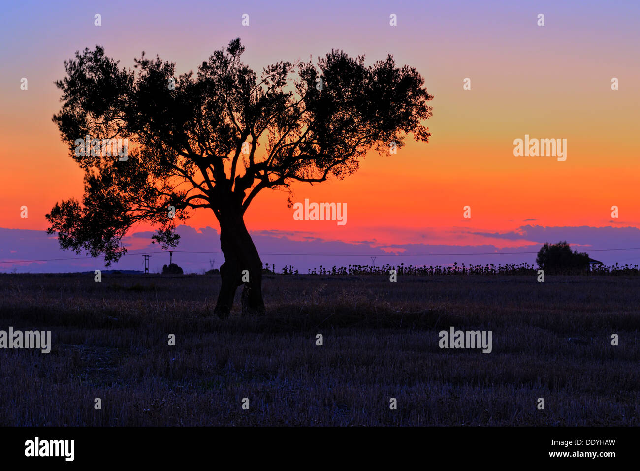 Tree line sunset hi-res stock photography and images - Alamy