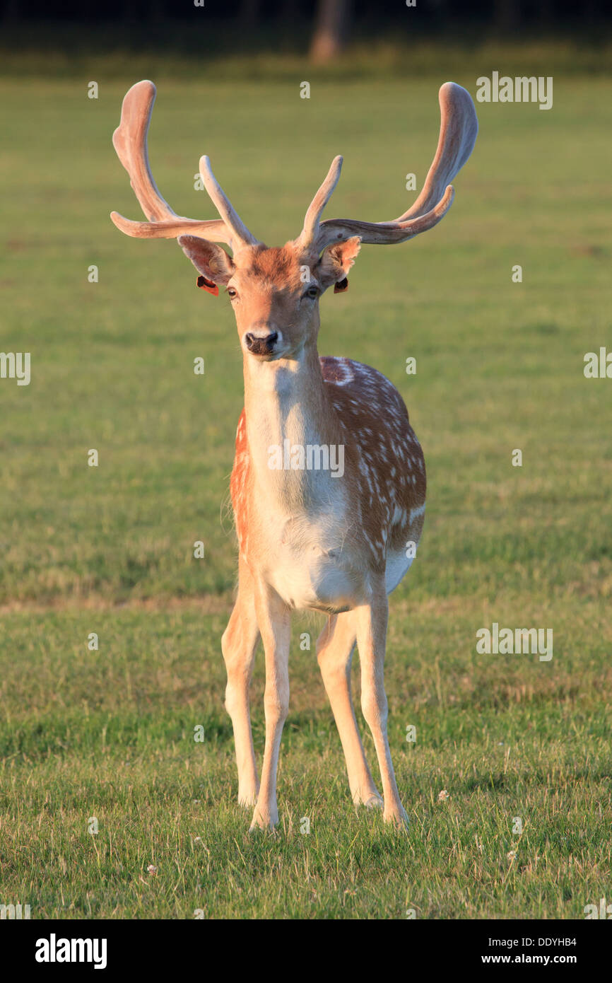 Male fallow deer hi-res stock photography and images - Alamy