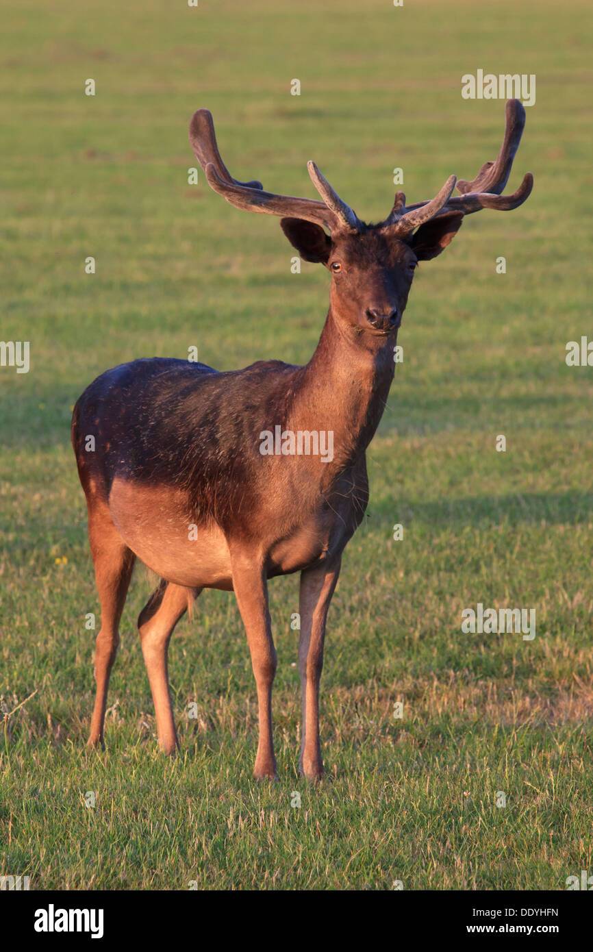 Male Fallow deer at the Phoenix Park in Dublin, Ireland Stock Photo - Alamy