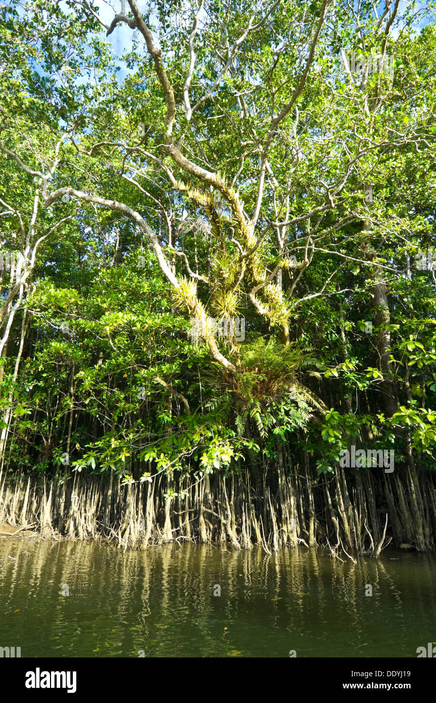 Mangrove Trees on the Daintree River Northern Queensland Australia ...