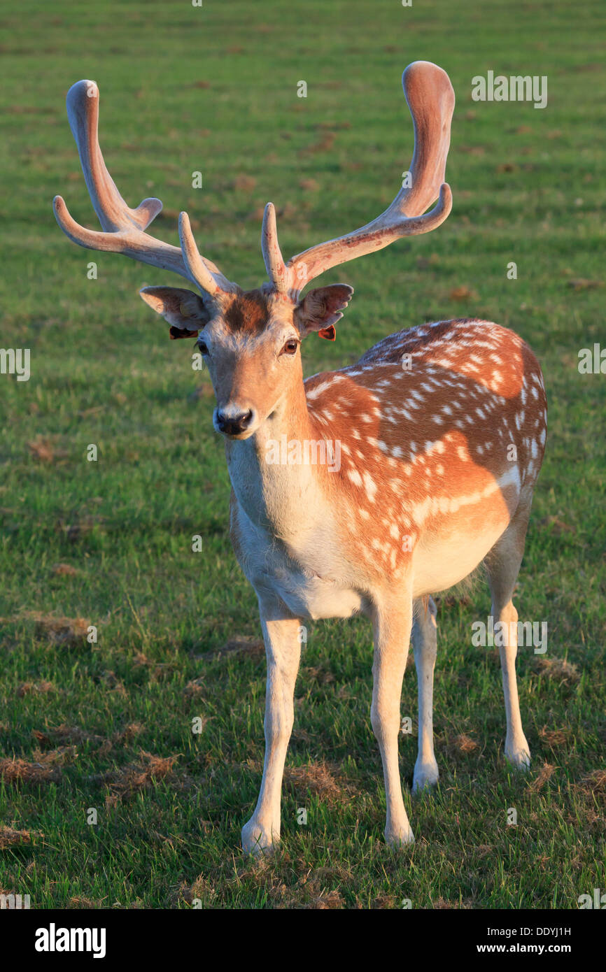 Male Fallow deer at the Phoenix Park in Dublin, Ireland Stock Photo - Alamy