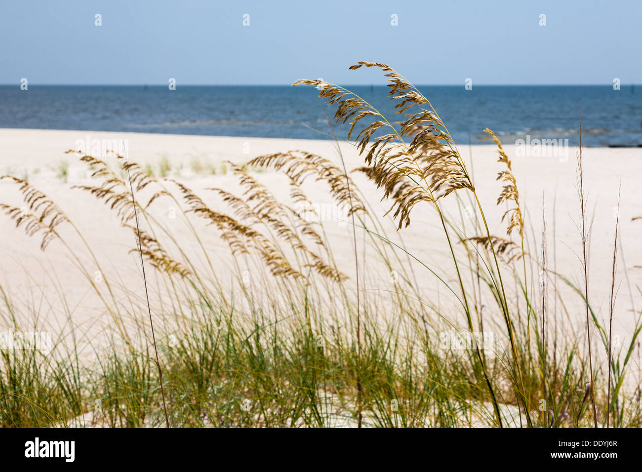 Sea oats for erosion control on the man made sand beach on the Gulf of ...