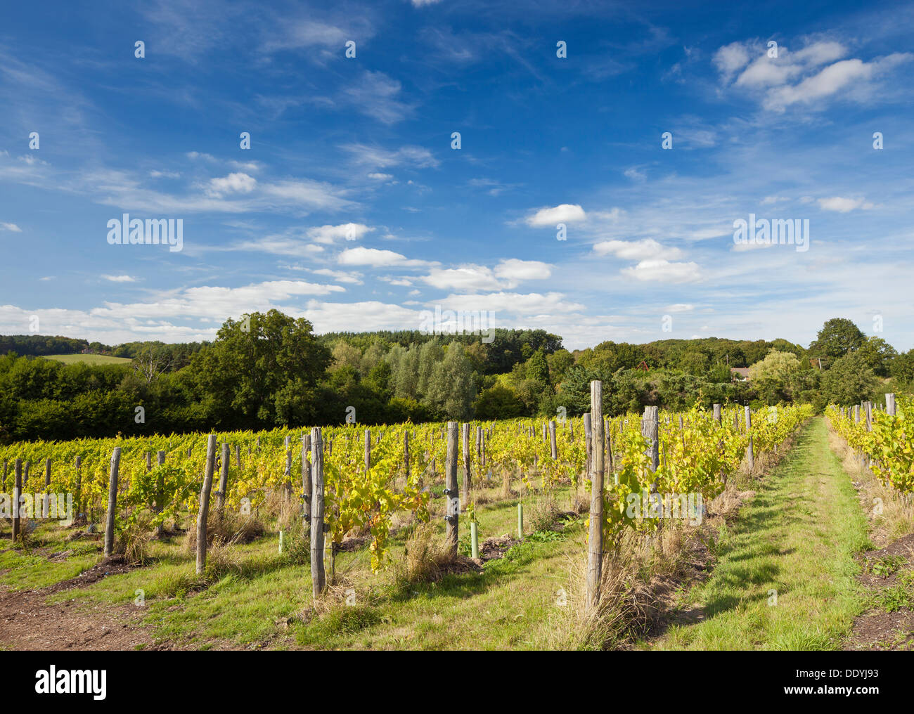 Sedlescombe vineyard hi-res stock photography and images - Alamy