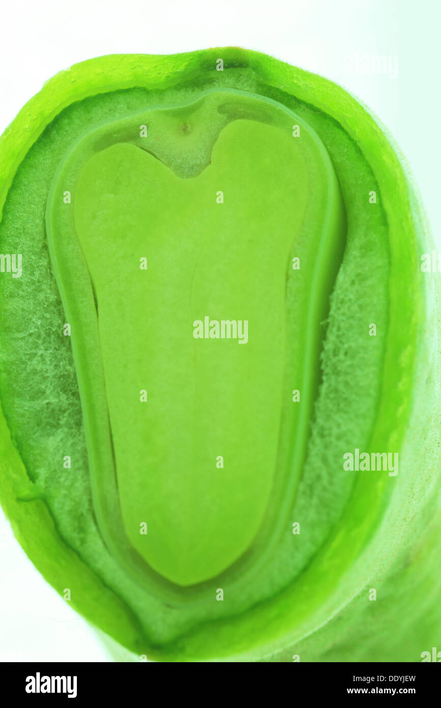 Broad bean cross section Stock Photo - Alamy
