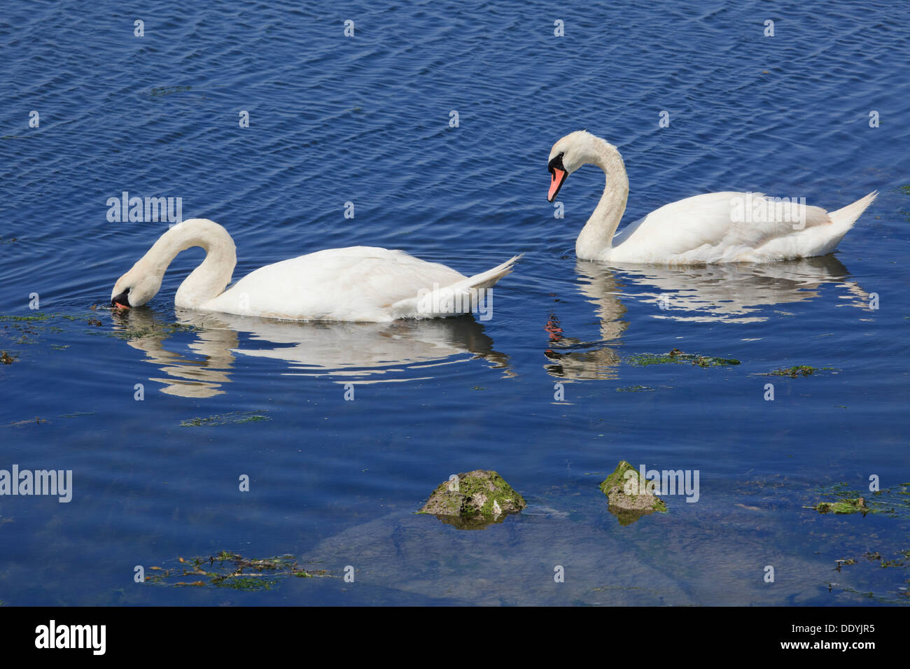 Galway birds hi-res stock photography and images - Alamy