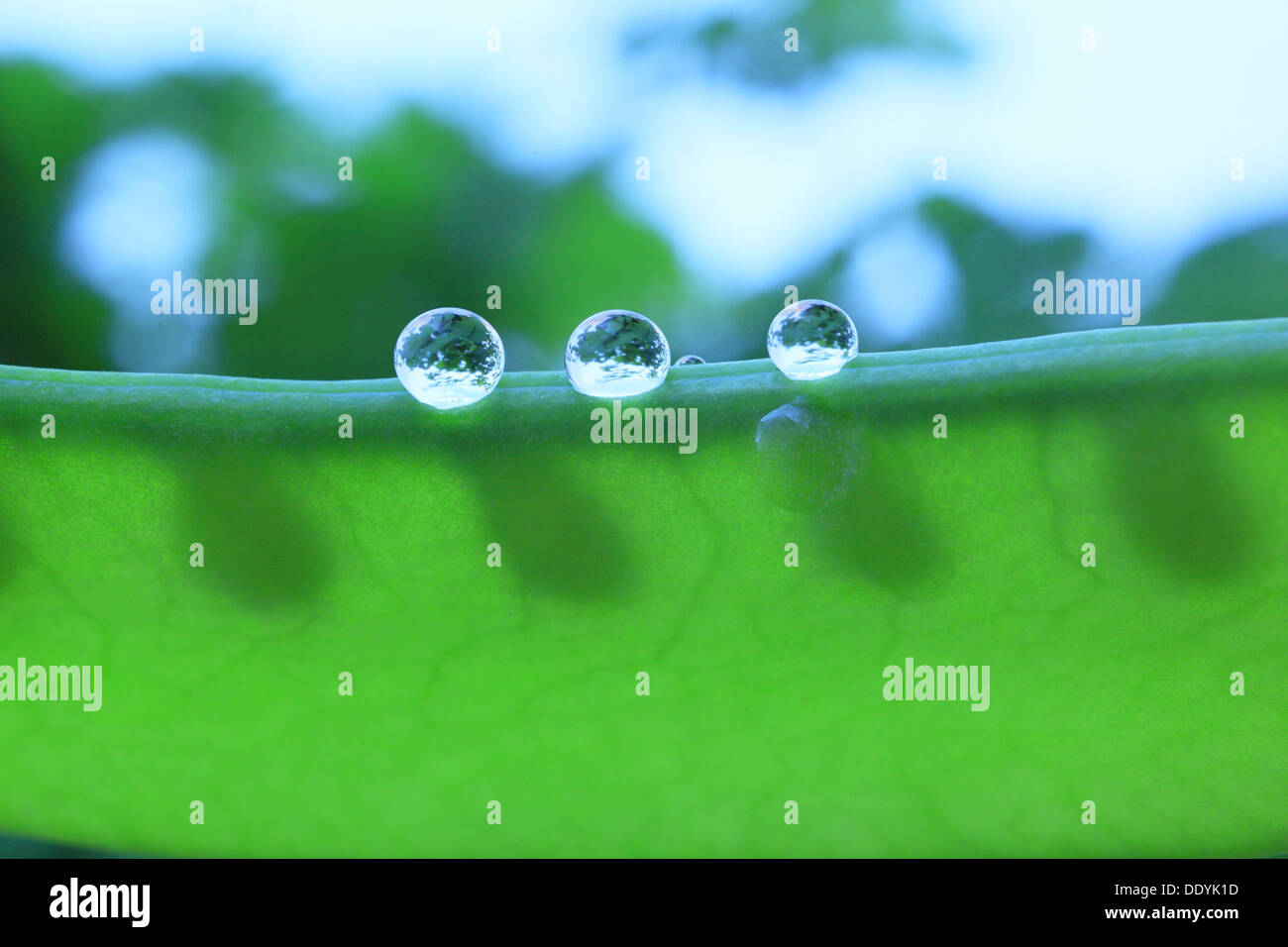 Water droplets on pea Stock Photo - Alamy