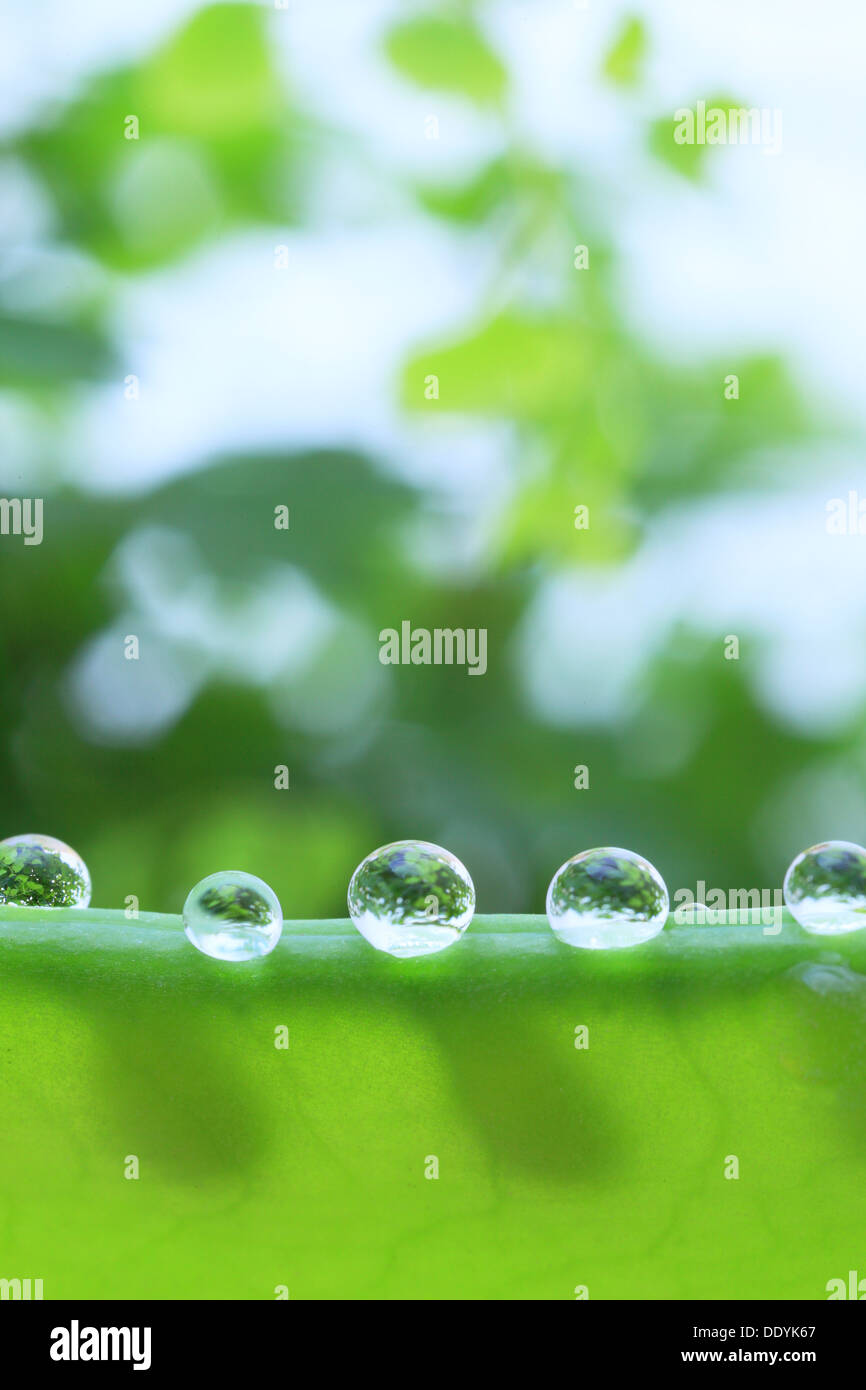 Water droplets on pea Stock Photo - Alamy