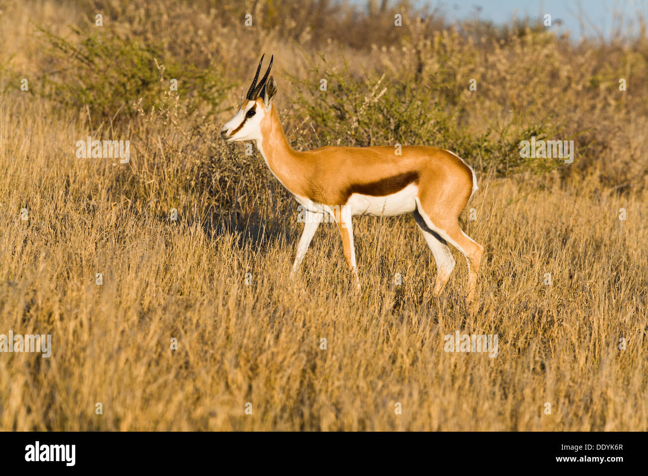 Single springbok (Antidorcas marsupialis), Botswana, Africa Stock Photo ...