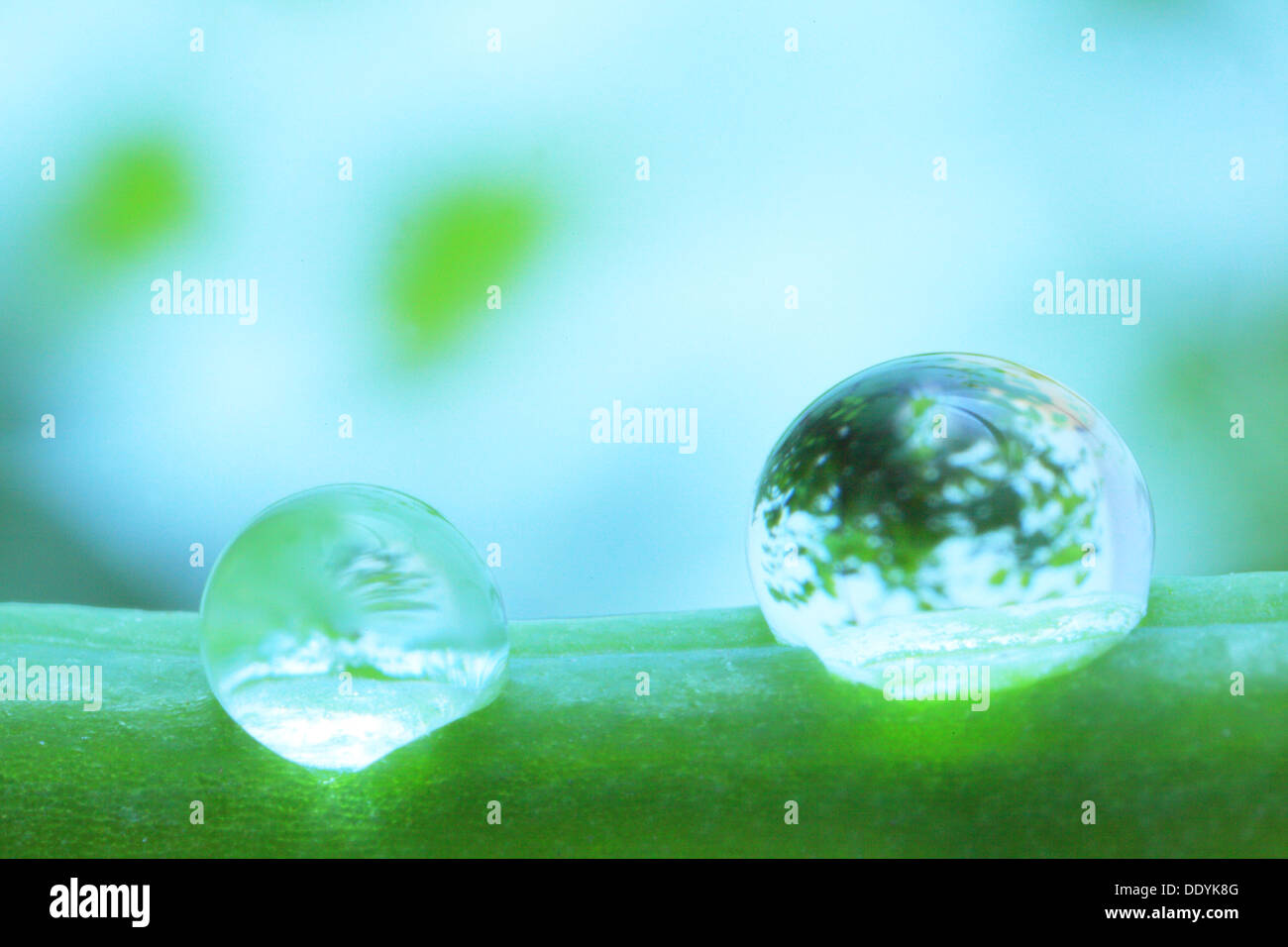 Water droplets on pea Stock Photo - Alamy
