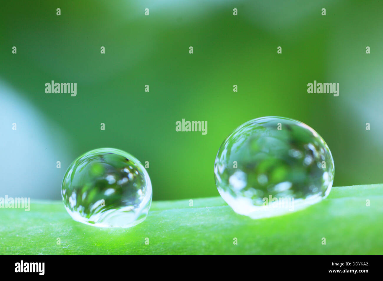 Water droplets on pea Stock Photo - Alamy