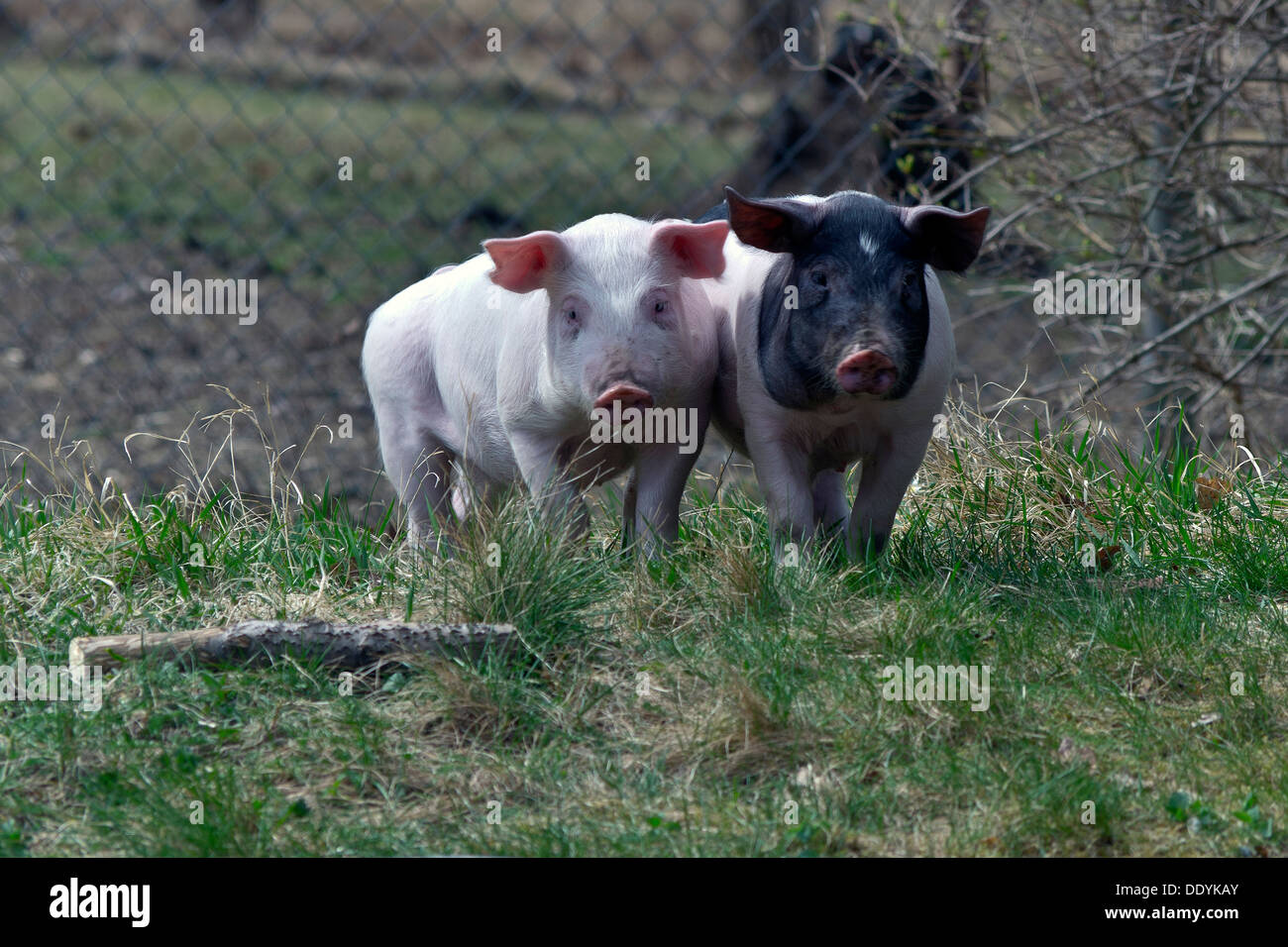 Two Little Pigs