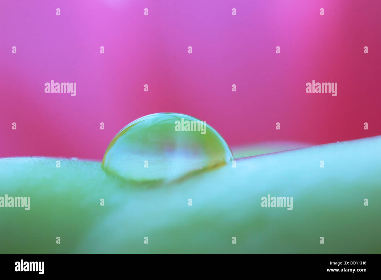 Water droplet on broad bean Stock Photo - Alamy