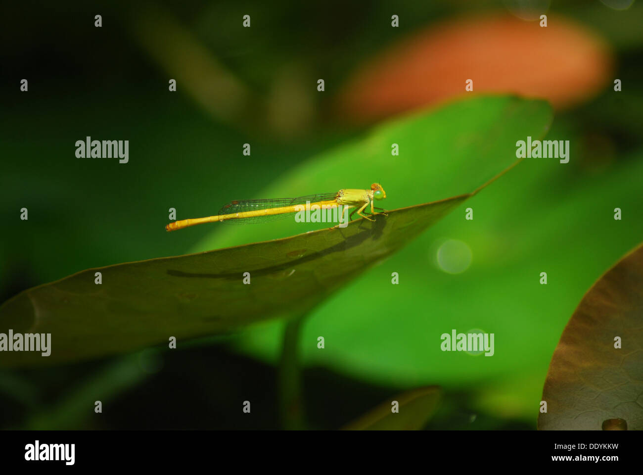 Kerala insect hi-res stock photography and images - Alamy