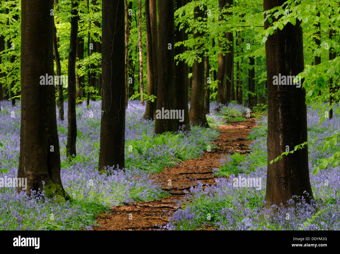 Forest path through a forest of Common Beeches (Fagus sylvatica) with ...