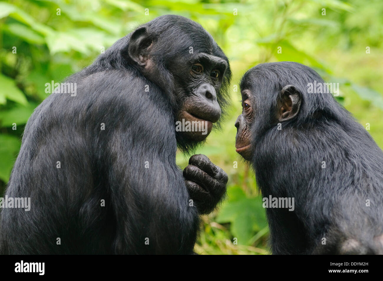 Bonobo or Pygmy Chimpanzee (Pan paniscus), female with young, in an ...