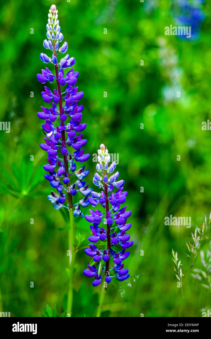 Lupin flowers (Lupinus Stock Photo - Alamy