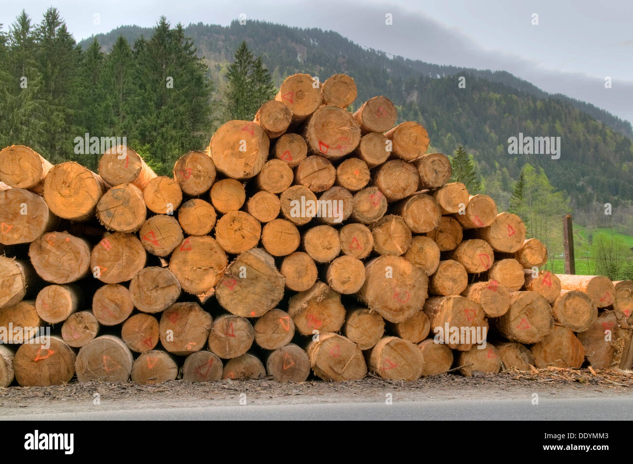 Sawmill, timber trade, logs, timber storage, timber, lumber, Vorarlberg ...