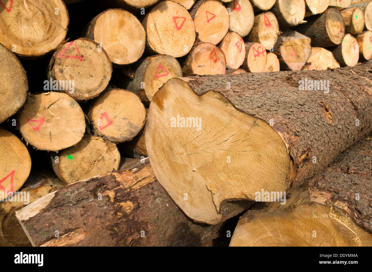 Sawmill, timber trade, logs, timber storage, lumber, Vorarlberg ...