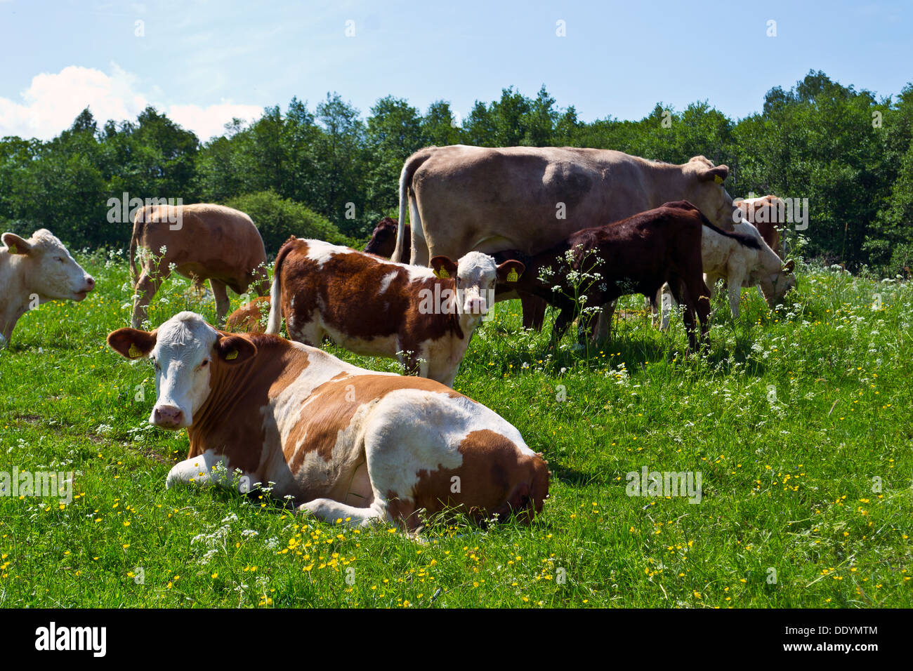 Cows out on pasture Stock Photo - Alamy