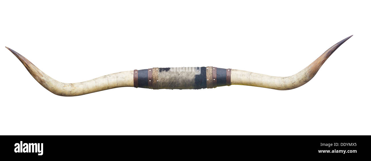 photo of bull horns on a white background Stock Photo - Alamy