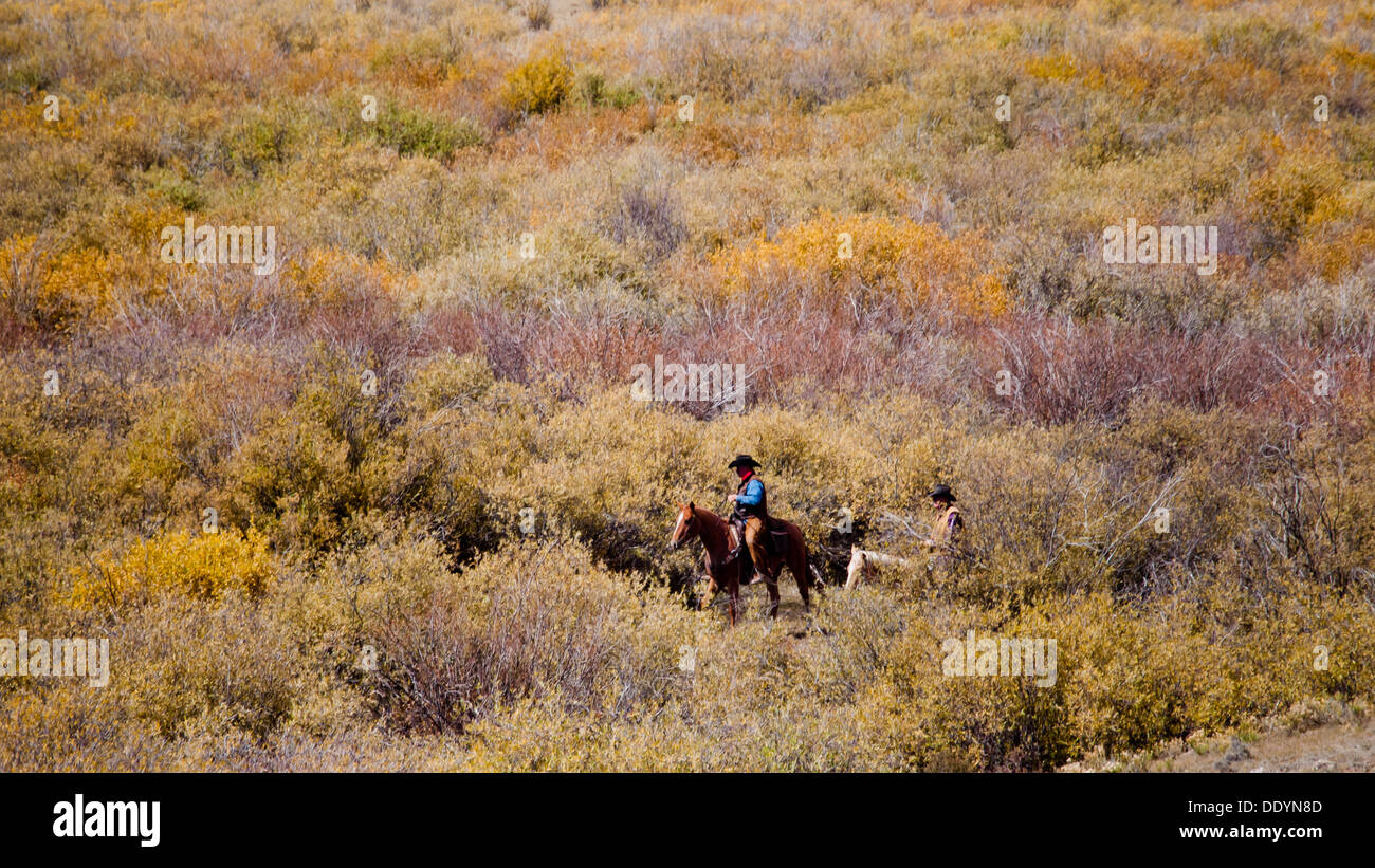 Cattle drive by two cowboys in Colorado Stock Photo - Alamy