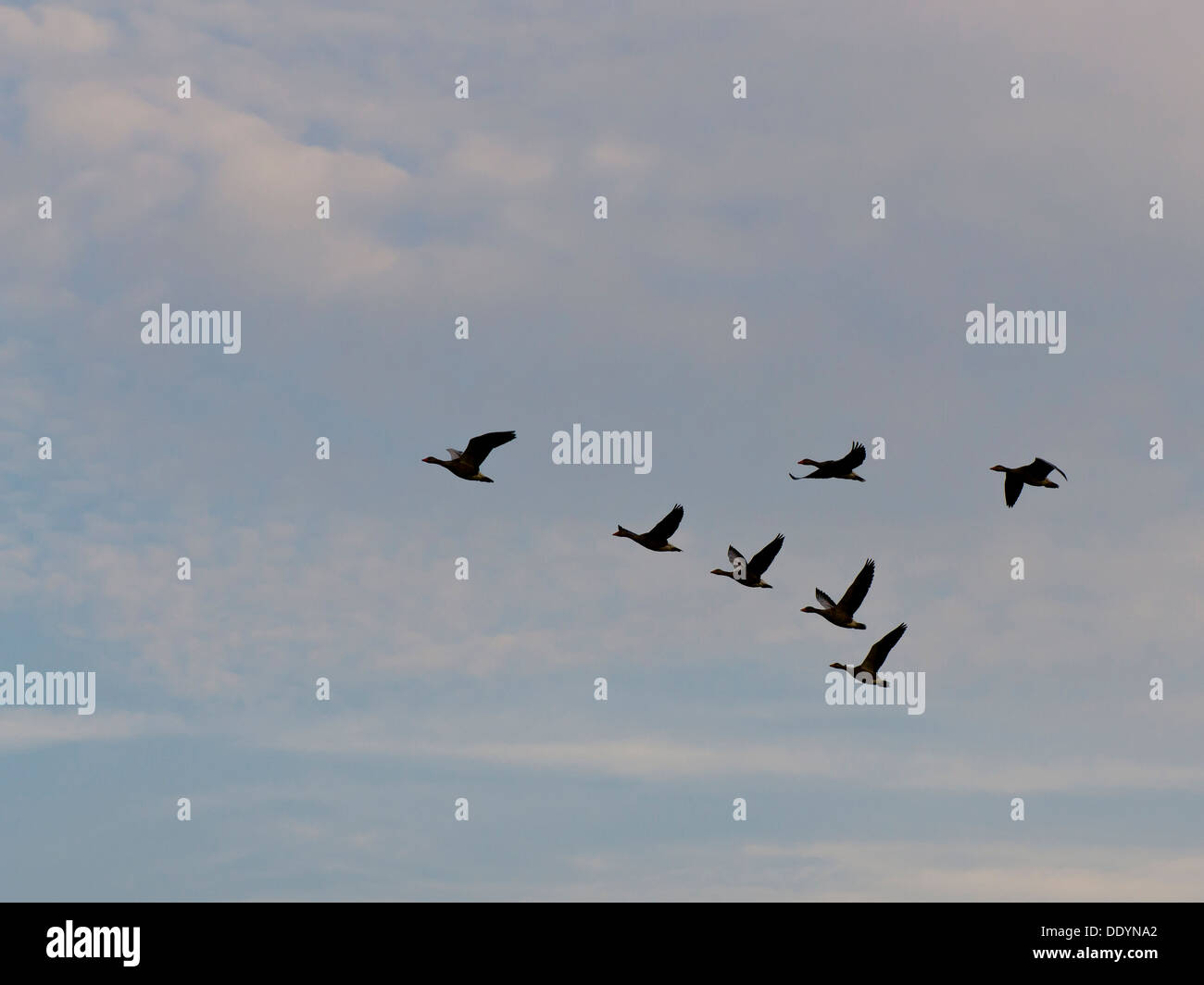 Birds flying in formation Stock Photo - Alamy