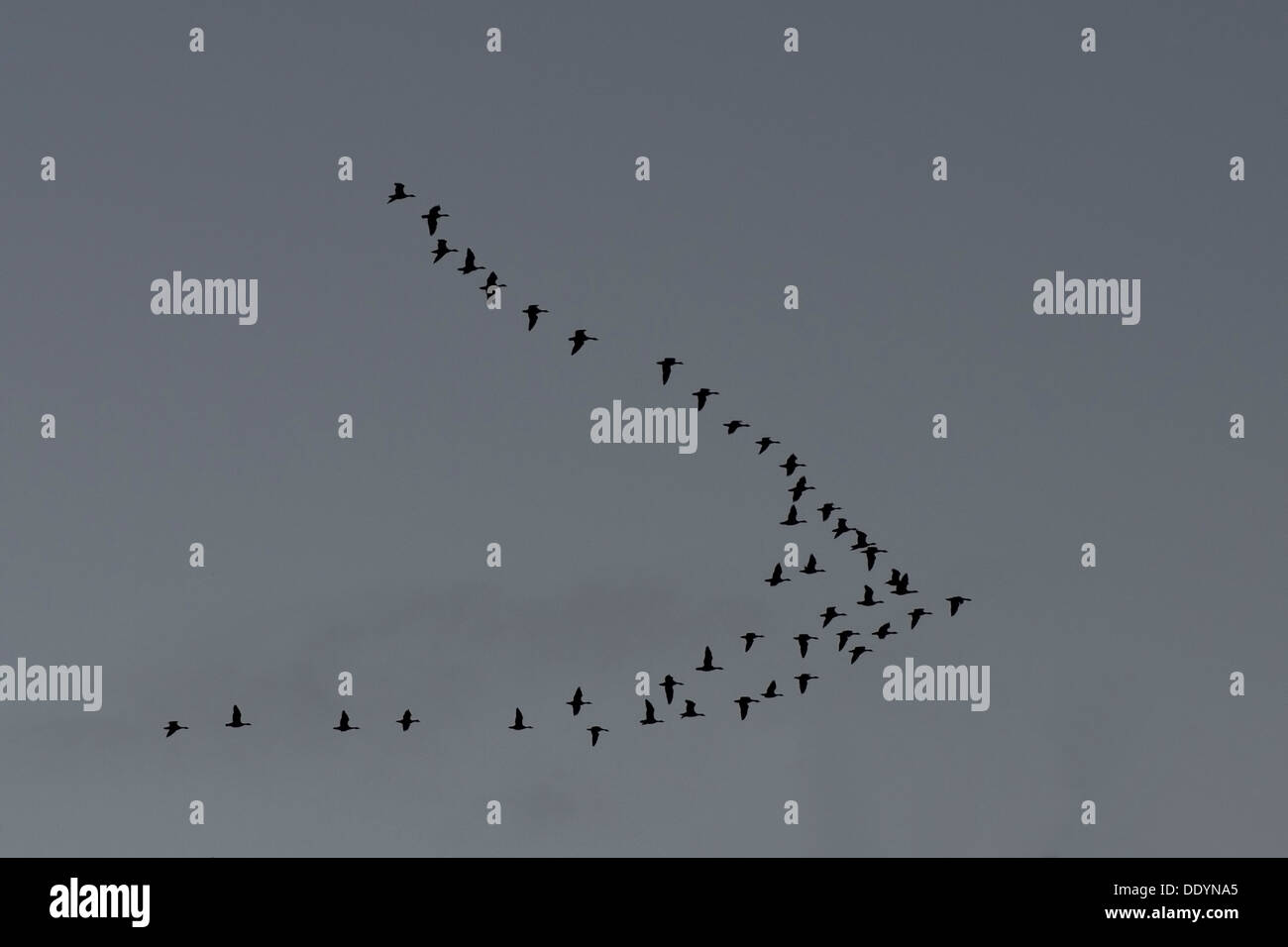 Birds flying in formation Stock Photo - Alamy
