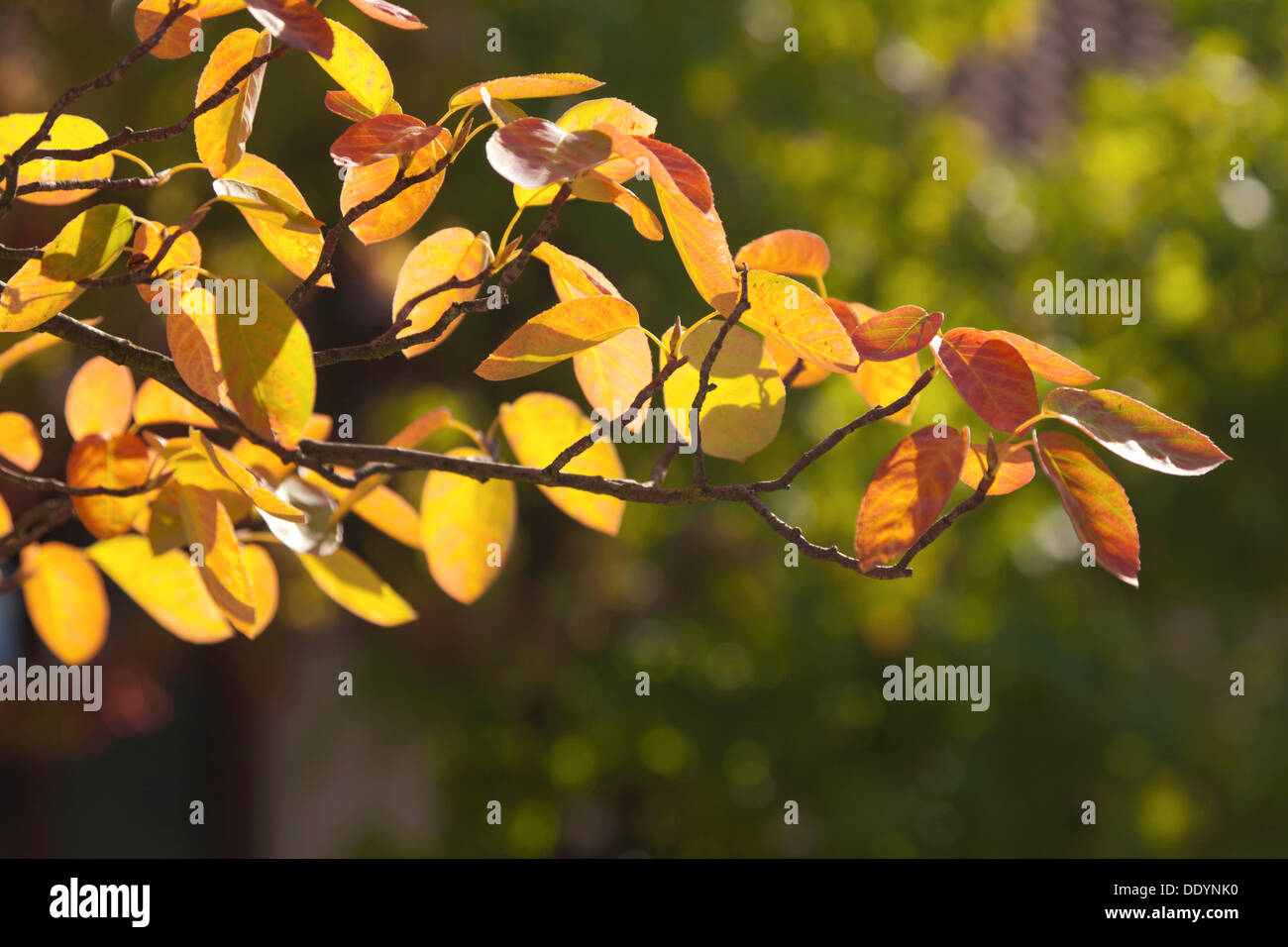 Chuckley pear hi-res stock photography and images - Alamy