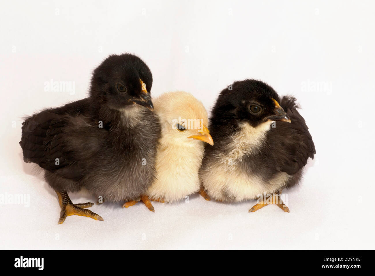 Japanese bantam hi-res stock photography and images - Alamy