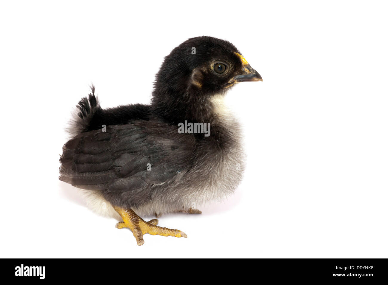 Chabo Cut Out Stock Images & Pictures - Alamy