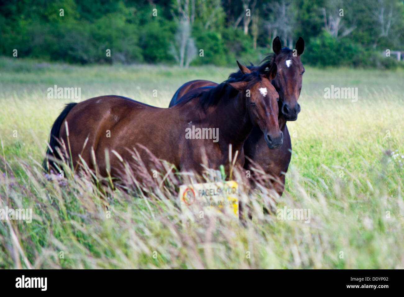 Two horses standing close together hi-res stock photography and images ...
