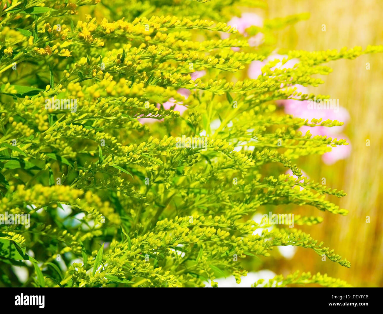 Perennial ragweed hi-res stock photography and images - Alamy
