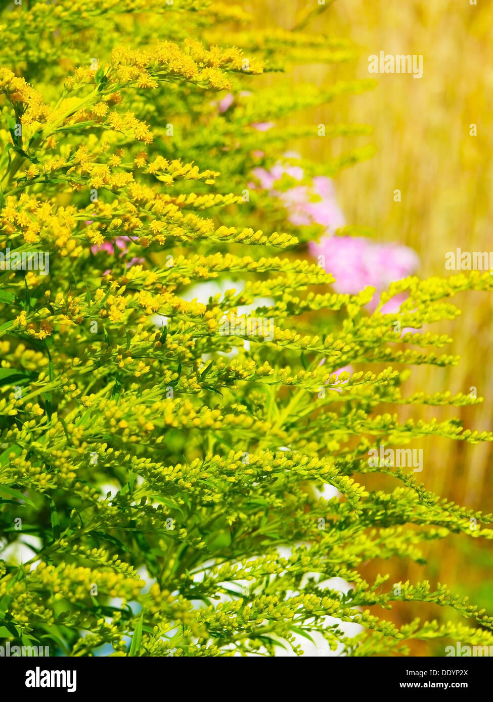 Perennial ragweed hi-res stock photography and images - Alamy