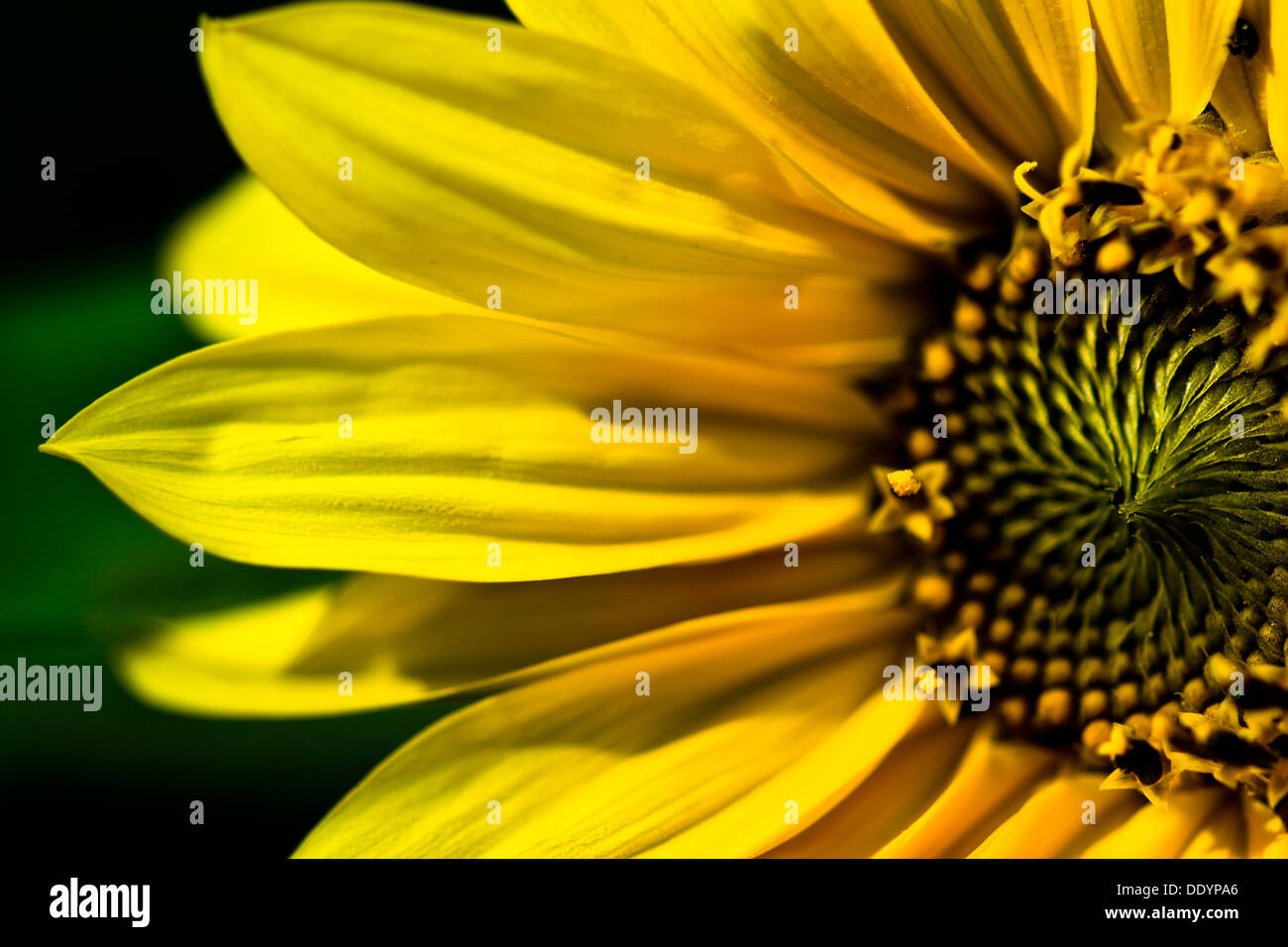 Closeup of a sunflower with dark background Stock Photo - Alamy